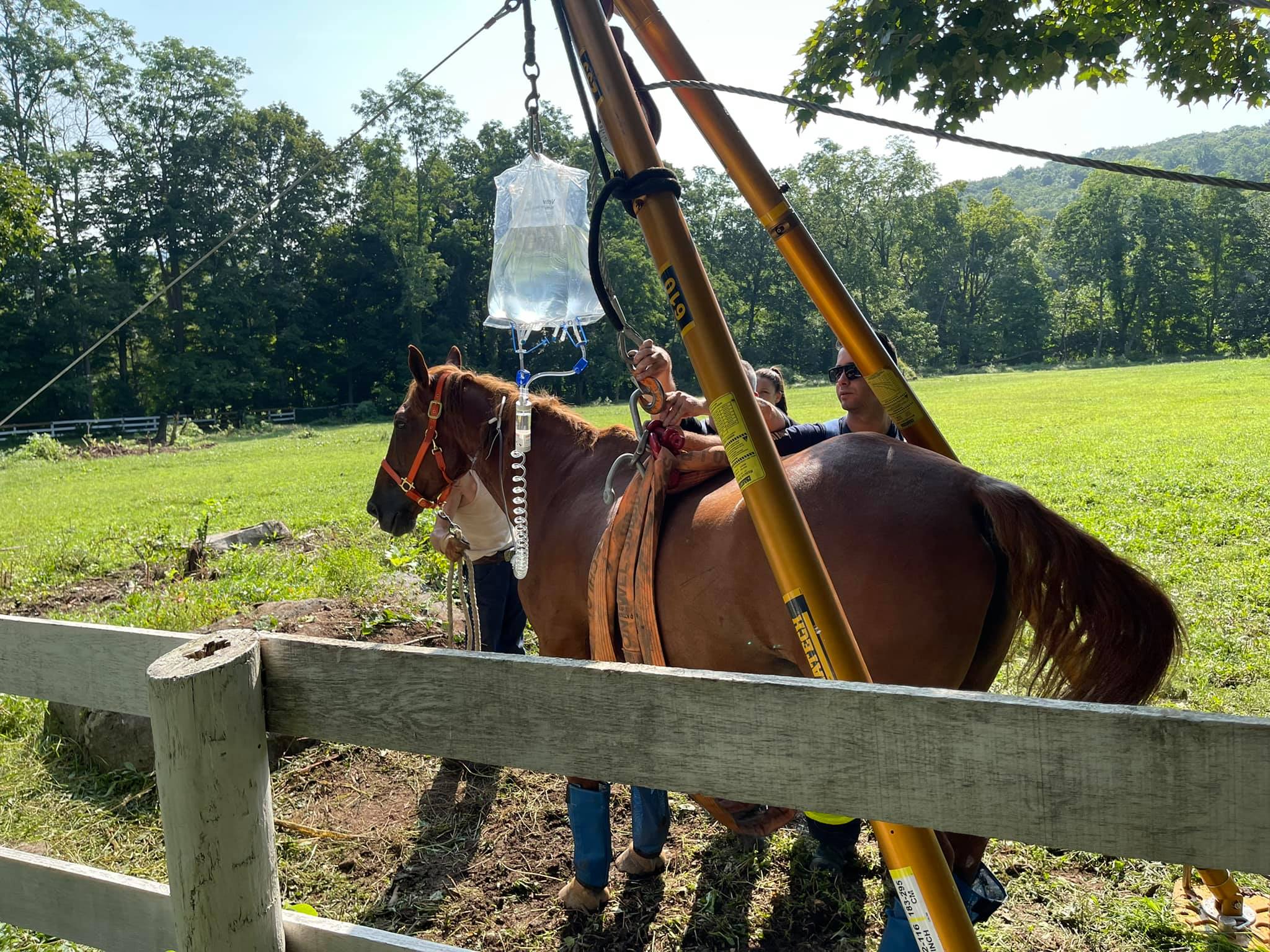 Large Animal Rescue - Absolute Rescue