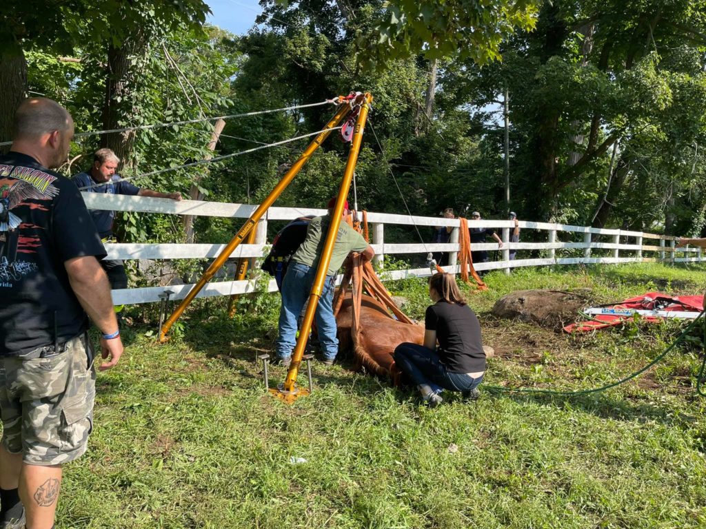 Large Animal Rescue - Absolute Rescue