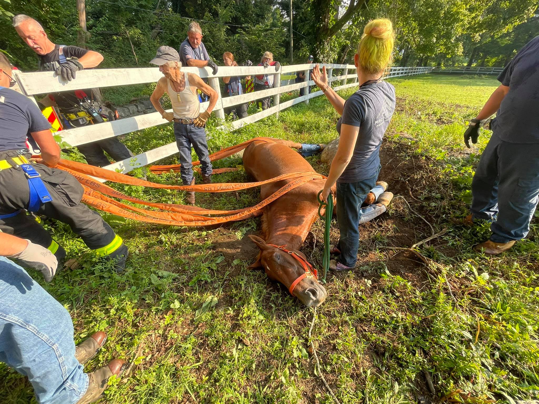 Large Animal Rescue - Absolute Rescue
